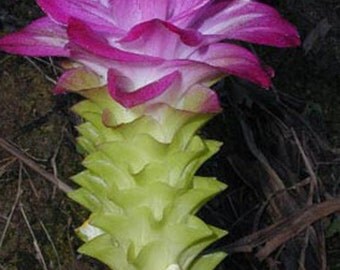 Coral Butterfly Ginger Hedychium Rare Tropical Plant Easy