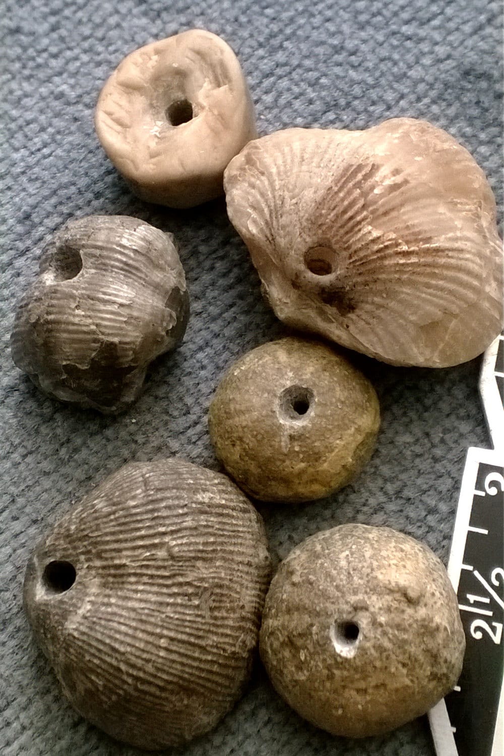 OOAK Set of six fossil sea shells sea urchin and a crinoid
