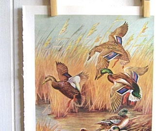 Ducks, Hunting Print, Vintage Bird Print, Red Accent Color, Den Art ...