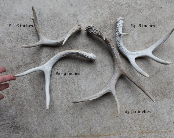 Vintage Grey Shed Antler Rustic Tribal Woodland Wall Decor