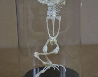 Popular items for frog skeleton on Etsy