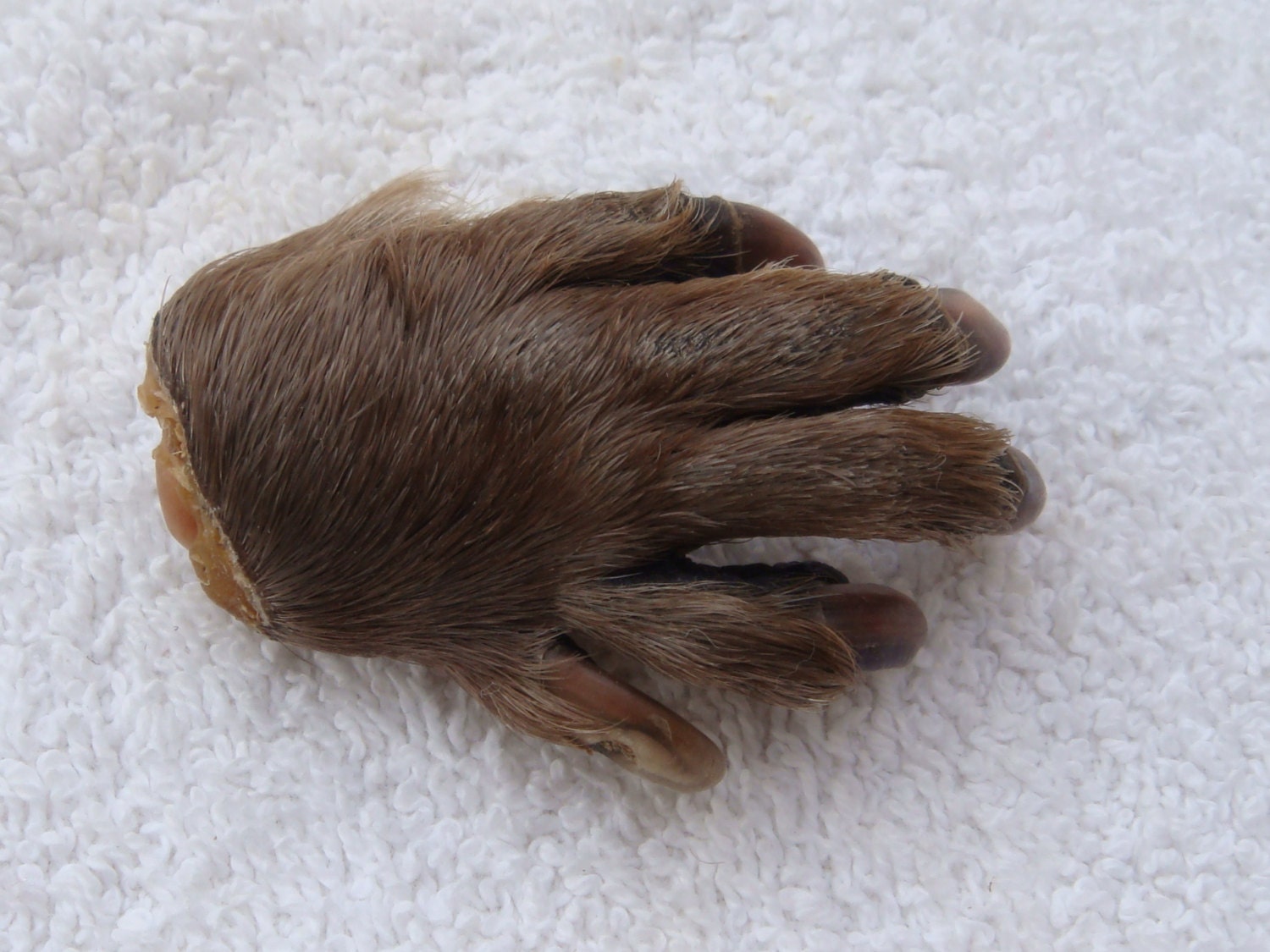 One Authentic Beaver foot furbones