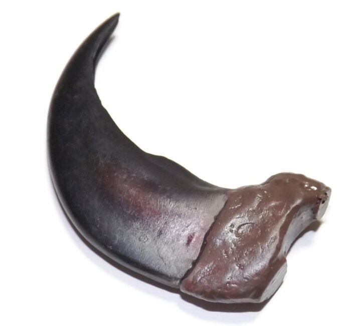 2 Synthetic Resin Bear Claws 3 1/2 long X 1 1/8
