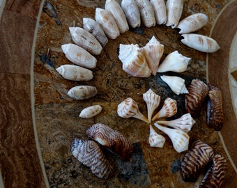 Turkey wing shells | Etsy