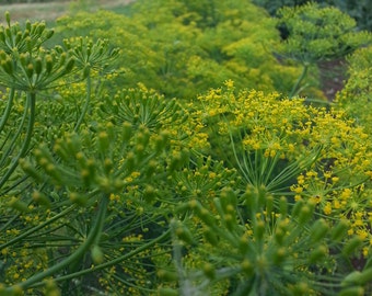 Aromatic Herbal Fire Bundles or Fire Starters