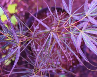 RARE Red Spider Japanese Maple Tree Seeds Stratified Acer Palmatum ...