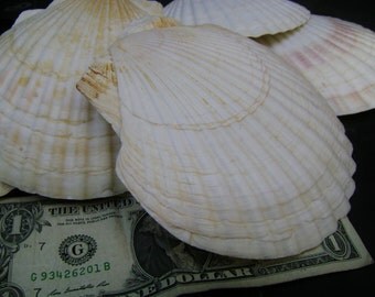 Vintage shells | Etsy