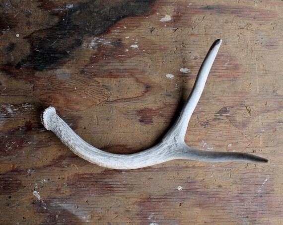 Vintage Grey Shed Antler Rustic Tribal Woodland Wall Decor