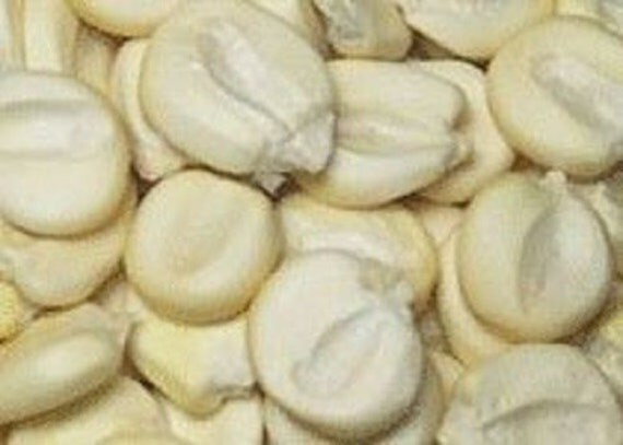 35 Peruvian Giant Corn Seeds-1051