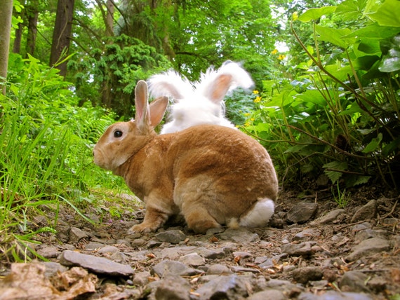 Forest Bunnies Fine Art Bunny Photography Home Decor Nursery