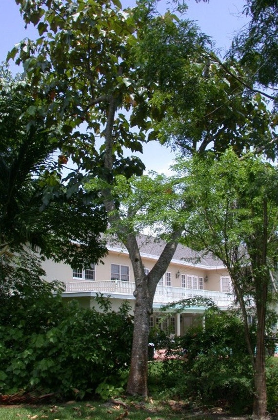 20 Ochroma pyramidale Balsa Wood Tree Seeds. by simbalovesfriends