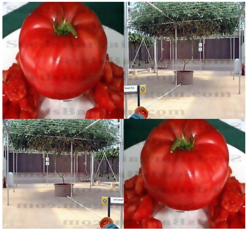 20 x Italian Tree Tomato Seeds Heirloom TripLCrop LARGE