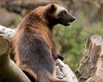 Popular items for wolverine animal on Etsy