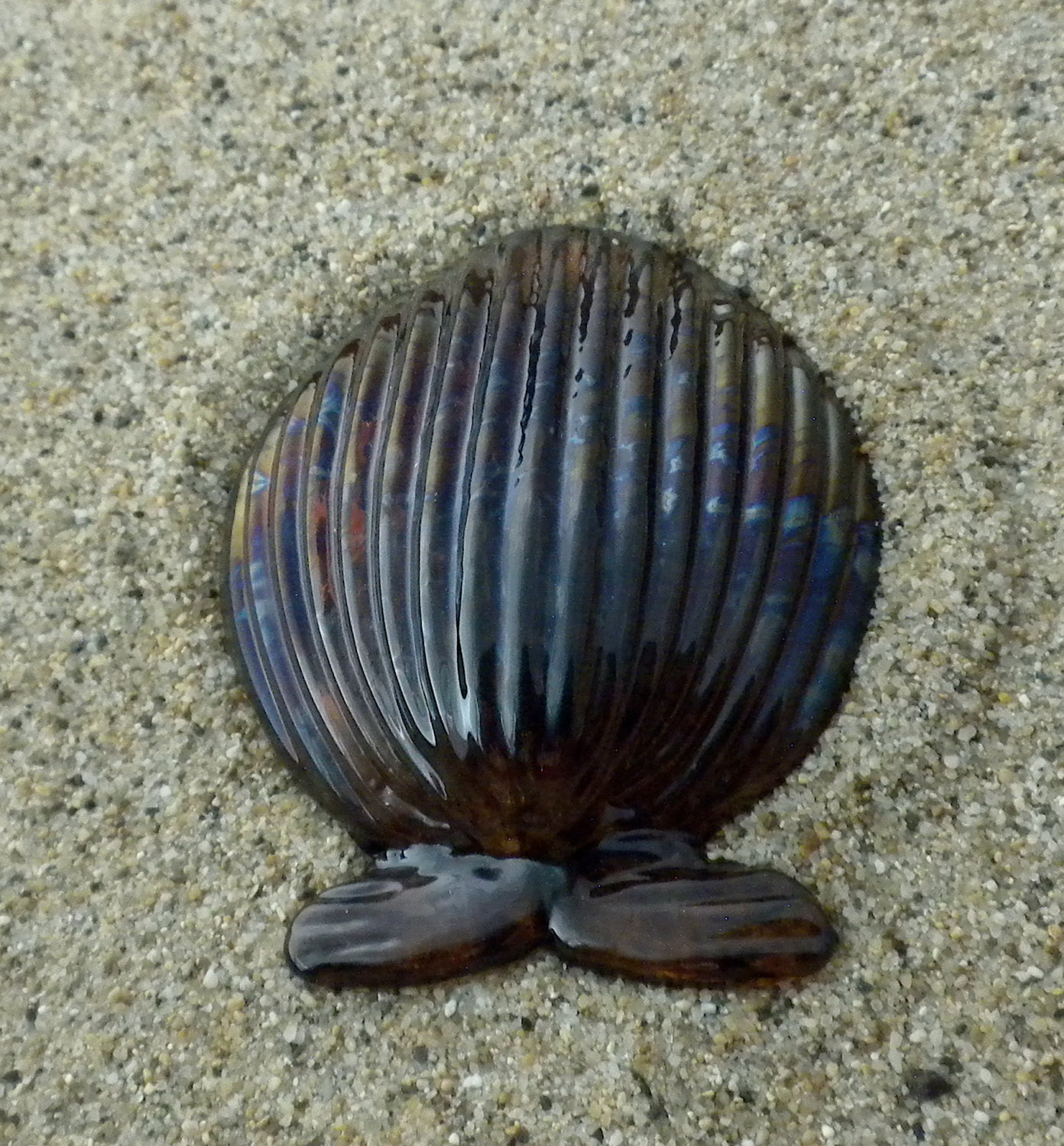 Glass Seashells hand sculpted glass shells by BayBlownGlass