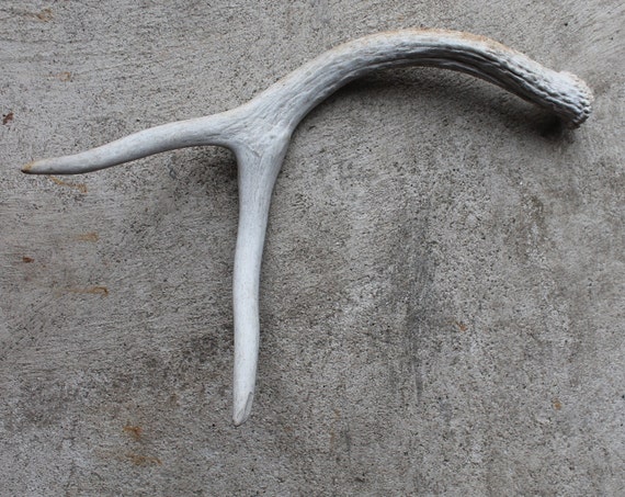 Vintage Grey Shed Antler Rustic Tribal Woodland Wall Decor