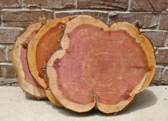 Rough Sawn Aromatic Red Cedar Slice avail 12 to