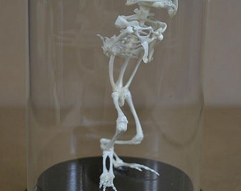 Popular items for frog skeleton on Etsy