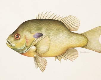 Bluegill painting | Etsy