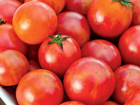 Isis Candy Cherry Tomato Seeds Heirloom Super Sweet Early Non