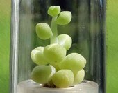 Boo-Boo Plant by BooBooPlant on Etsy