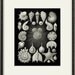 Antique Sea shell art print vintage nautical art print sea art