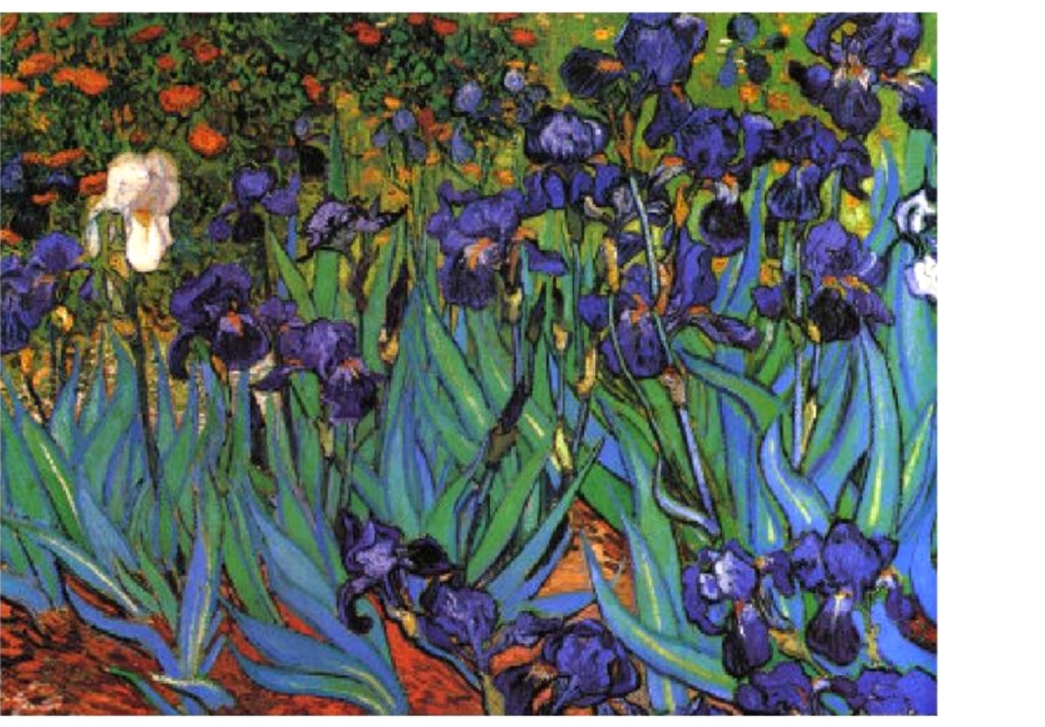 Purple Irisies Saint Remy France c.1889 Vincent van Gogh