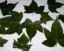 Popular items for english ivy on Etsy