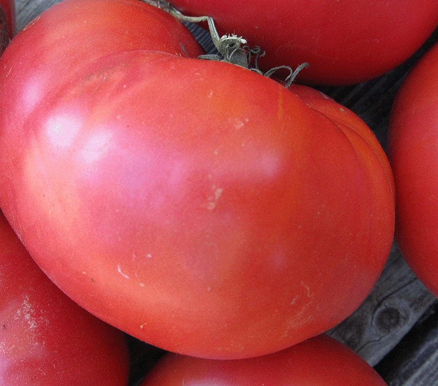 Tomato: Tennessee Heirloom