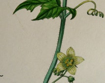 Popular items for bryony on Etsy