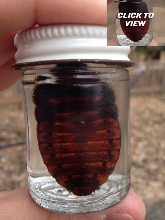 Madagascar Hissing Cockroach in a Jar Preserved Wet Specimen