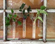 Popular items for rooting vase on Etsy