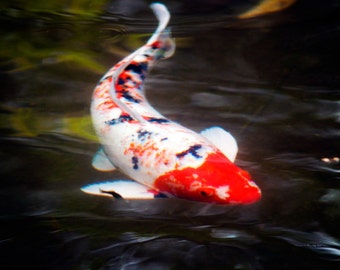 Unique koi fish photography related items | Etsy