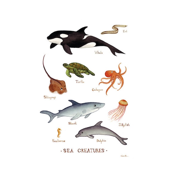 Sea Creatures Field Guide Chart Watercolor by KateDolamore on Etsy
