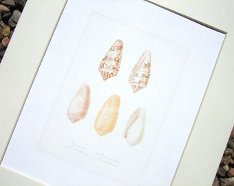 Pale Blue Sea Life Collection of Coral Shell & by paperwords11