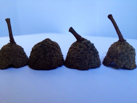 Items similar to 75 Acorn caps with stems on Etsy