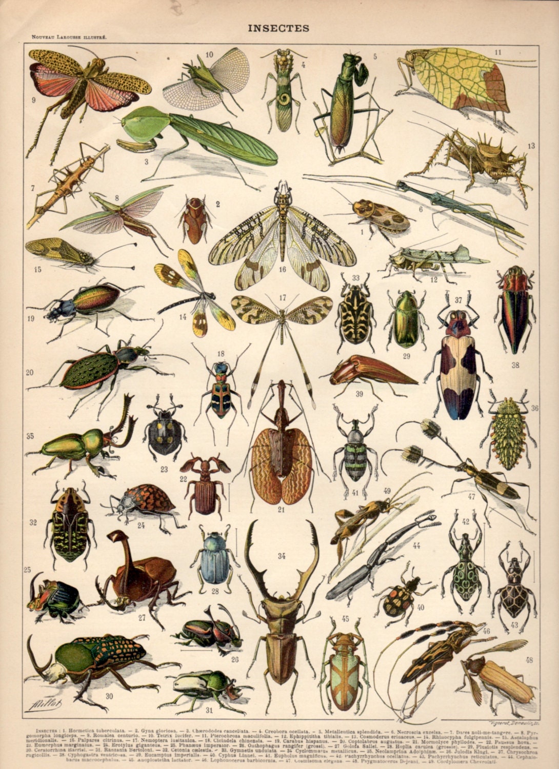 1897 Insects Antique Print Bugs Lithograph Insects