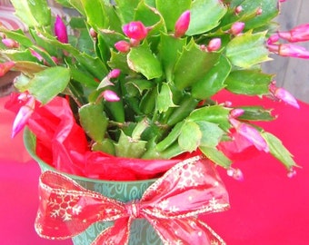 Christmas cactus | Etsy