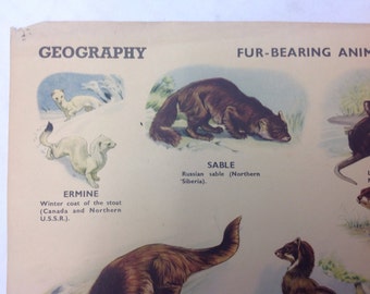 Fur bearing animals | Etsy