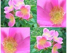 Unique wild prairie rose related items | Etsy