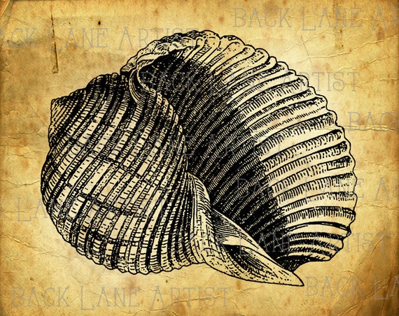 Vintage Sea Shell Sea Snail Clipart Lineart Illustration