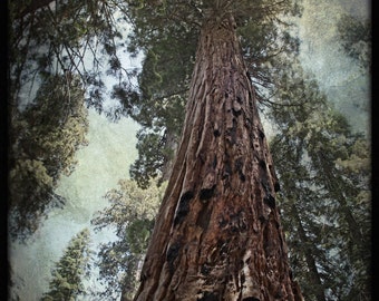 Popular items for sequoia tree on Etsy