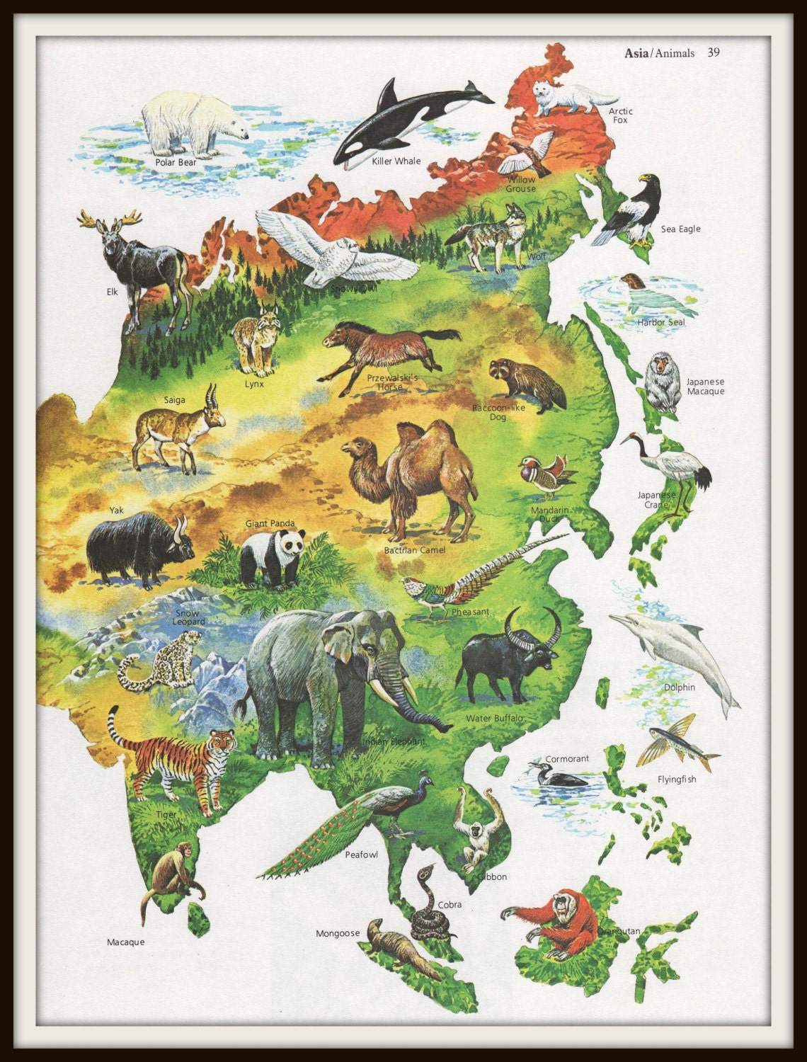 Carte de l'Asie les animaux d'Asie éléphants par StevesVintageArt