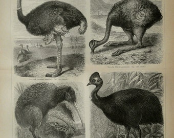 Popular items for flightless on Etsy