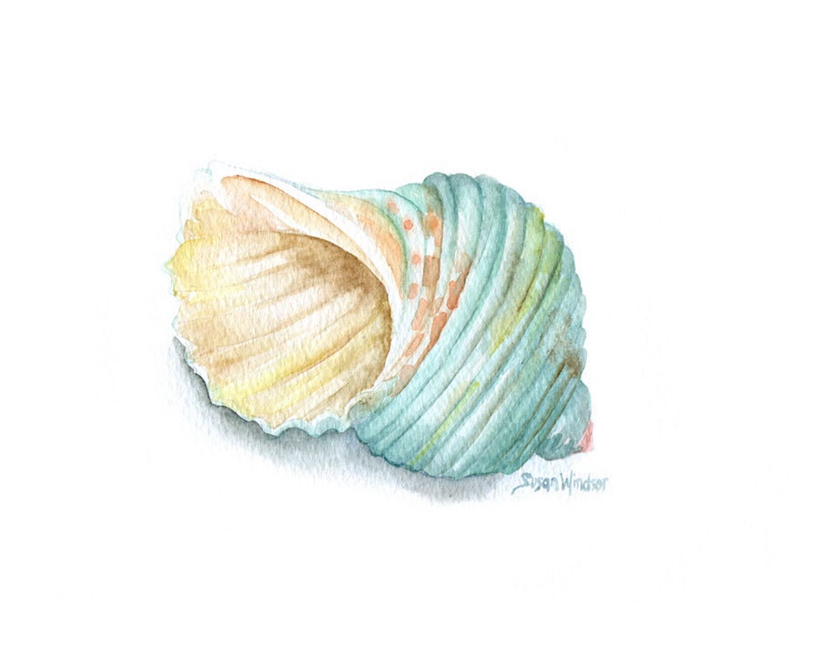Green Turbo Seashell Watercolor Painting Giclee by SusanWindsor
