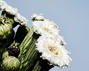 Popular items for saguaro cacti on Etsy