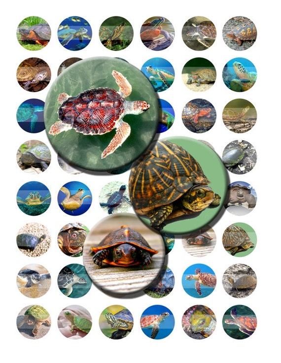 Turtle Sea Ocean Wild Animal Reptile Digital Images Collage