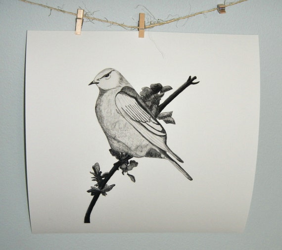 Bird Sitting on Branch Art Print