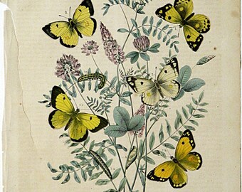 Butterfly etchings | Etsy