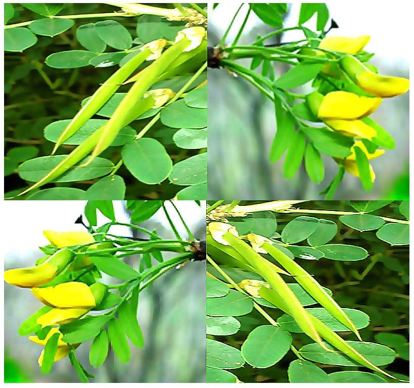20 x Siberian Pea Tree PEA SHRUB Caragana by ALLooABOUTooSEEDS