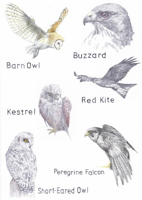 Birds of Prey Collection A4 poster print